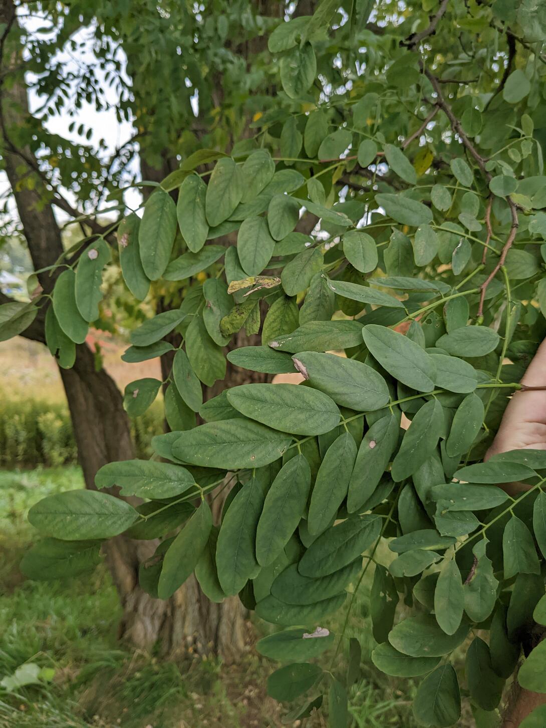 Black Locust | CMP Tree Selection Tool